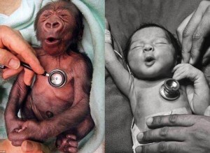 Friday Randomness: Baby Human and Baby Monkey Reaction (34 Images)