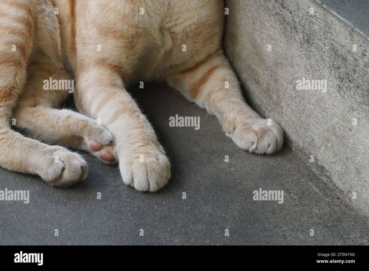 Kali Feline Feet