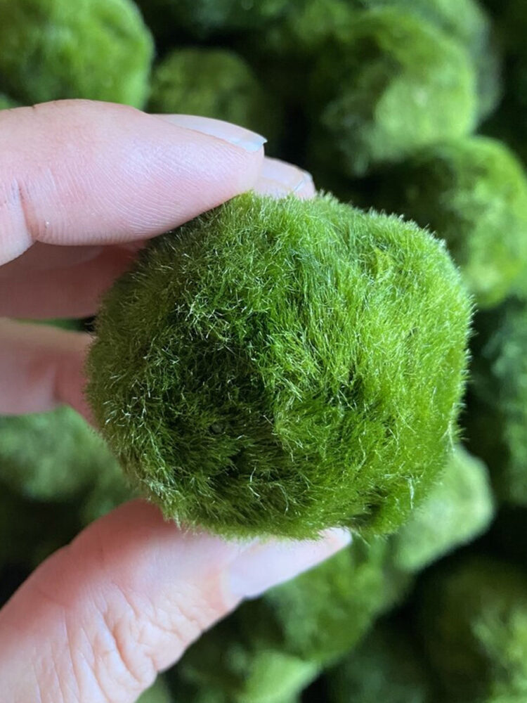 Karina SacredElements Feet