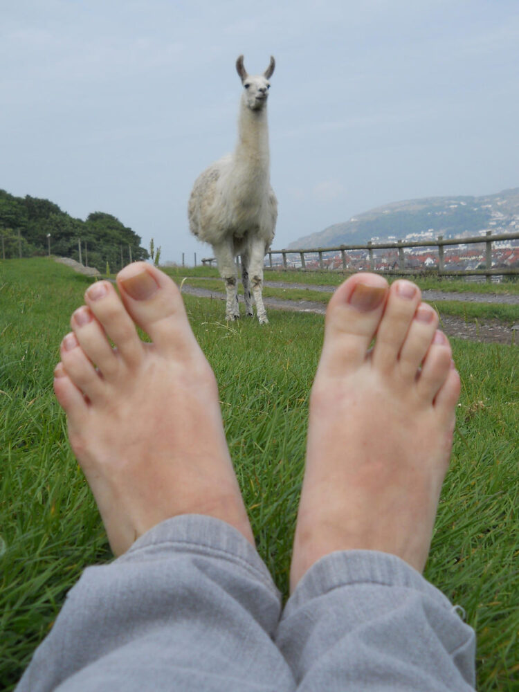 Llama Arts Feet