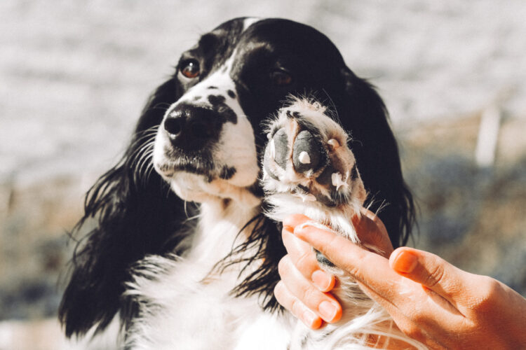 Luisa Spaniel Feet
