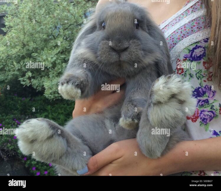 Plunder Bunny Feet