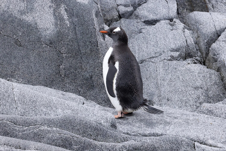 Pryscilla Diniz Feet