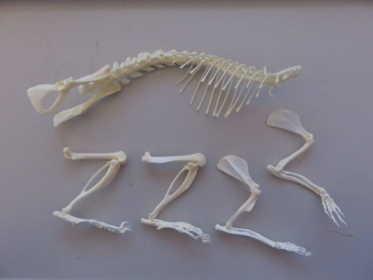 ratskeleton Feet