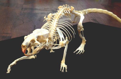 ratskeleton Feet