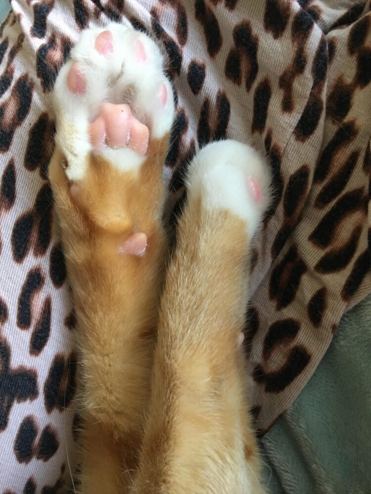 say cat Feet